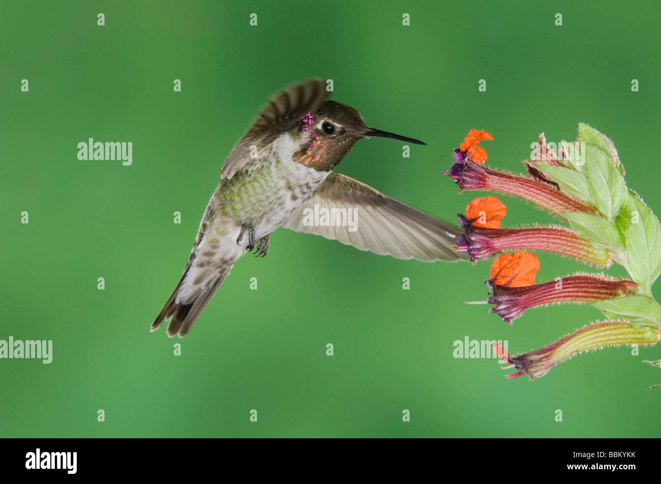 Hummingbird flying in front of flowers hi-res stock photography and ...