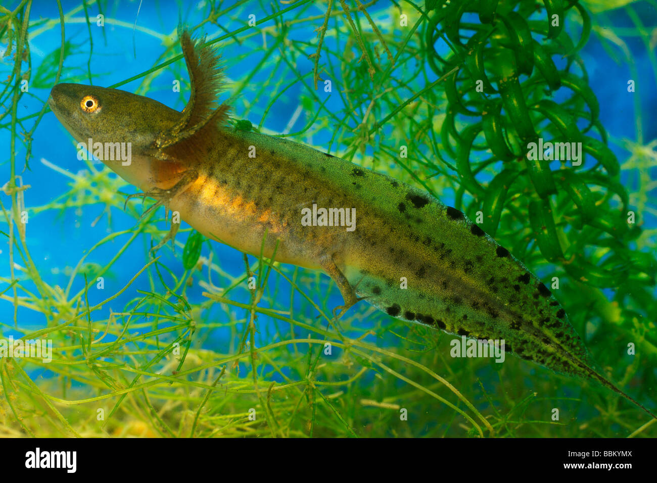 GREAT CRESTED NEWT JUVENILE UNDERWATER SIDE VIEW Stock Photo - Alamy
