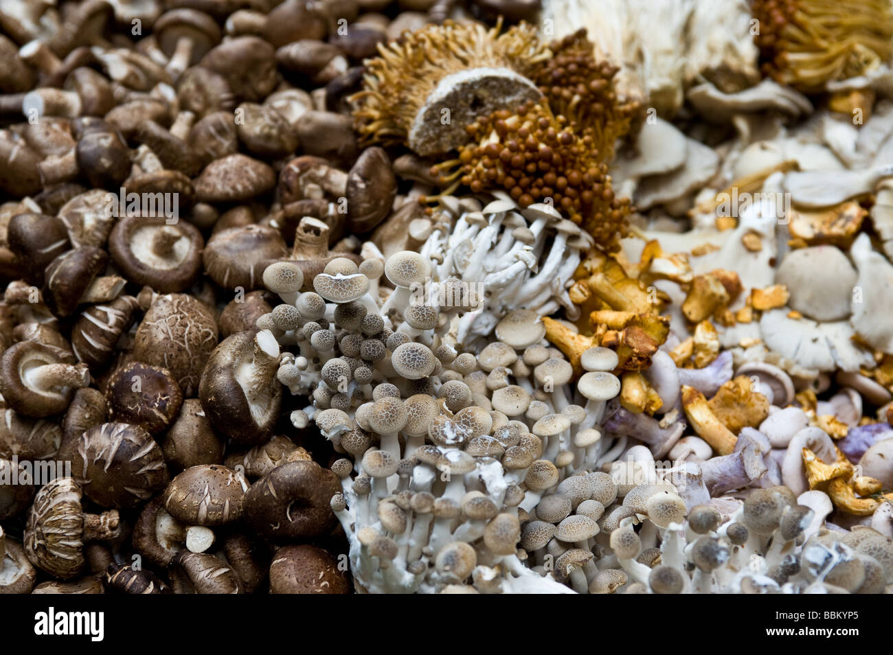 Nutritious edible fungi hi-res stock photography and images - Alamy