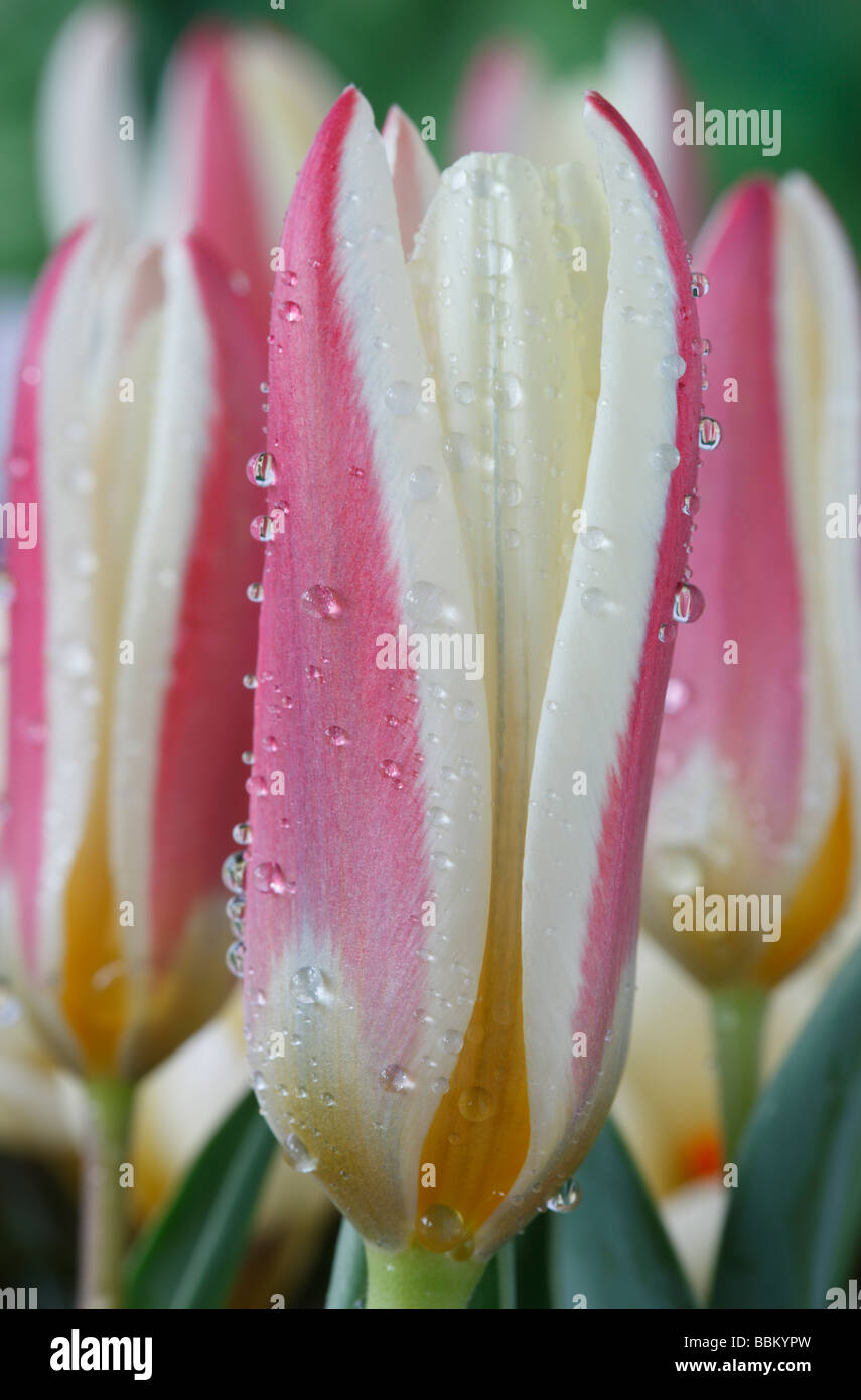 Tulipa 'The First' (Tulip) Kaufmanniana Group Stock Photo - Alamy