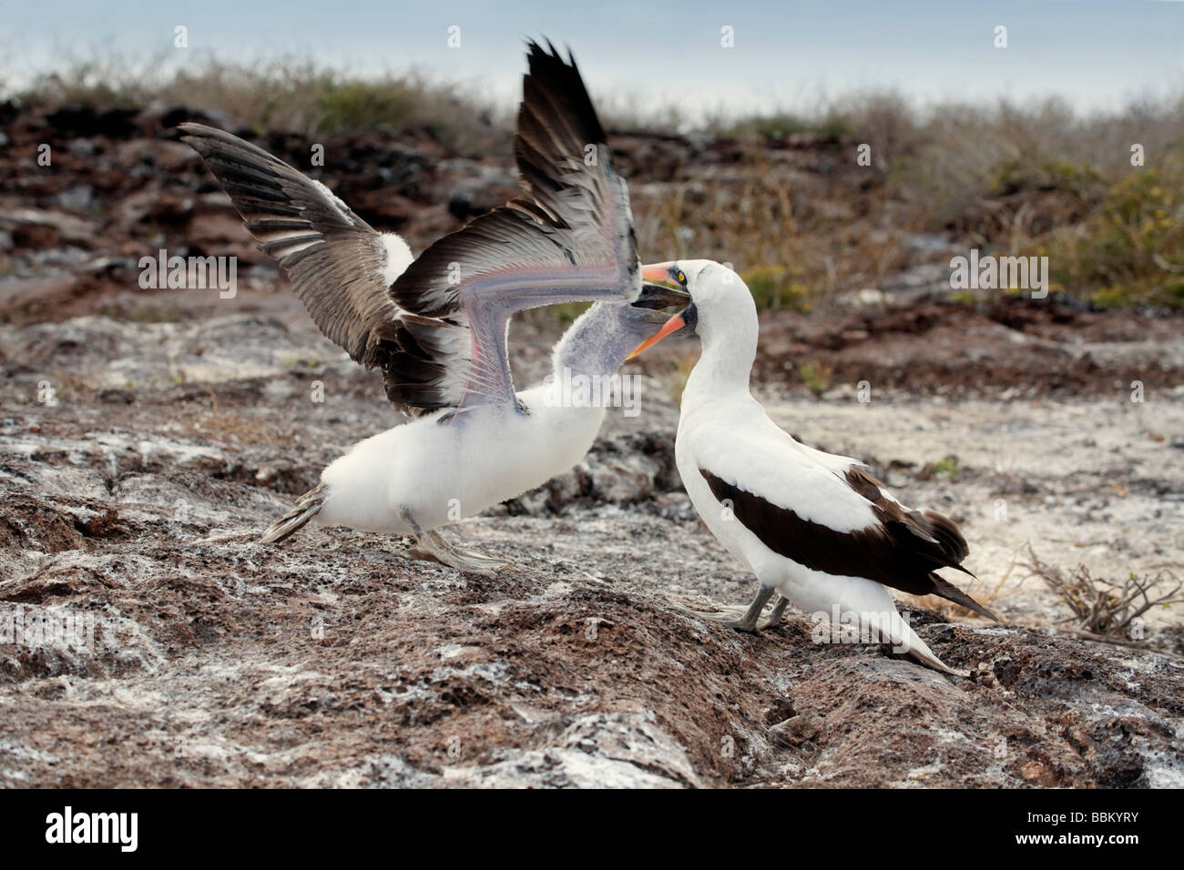 Masked booby (Sula dactylatra) feeding chick out of crop, Genovesa ...