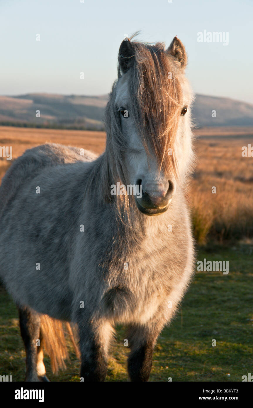 A Welsh mountain pony at the Brecon Beacons National Park Wales. These ...