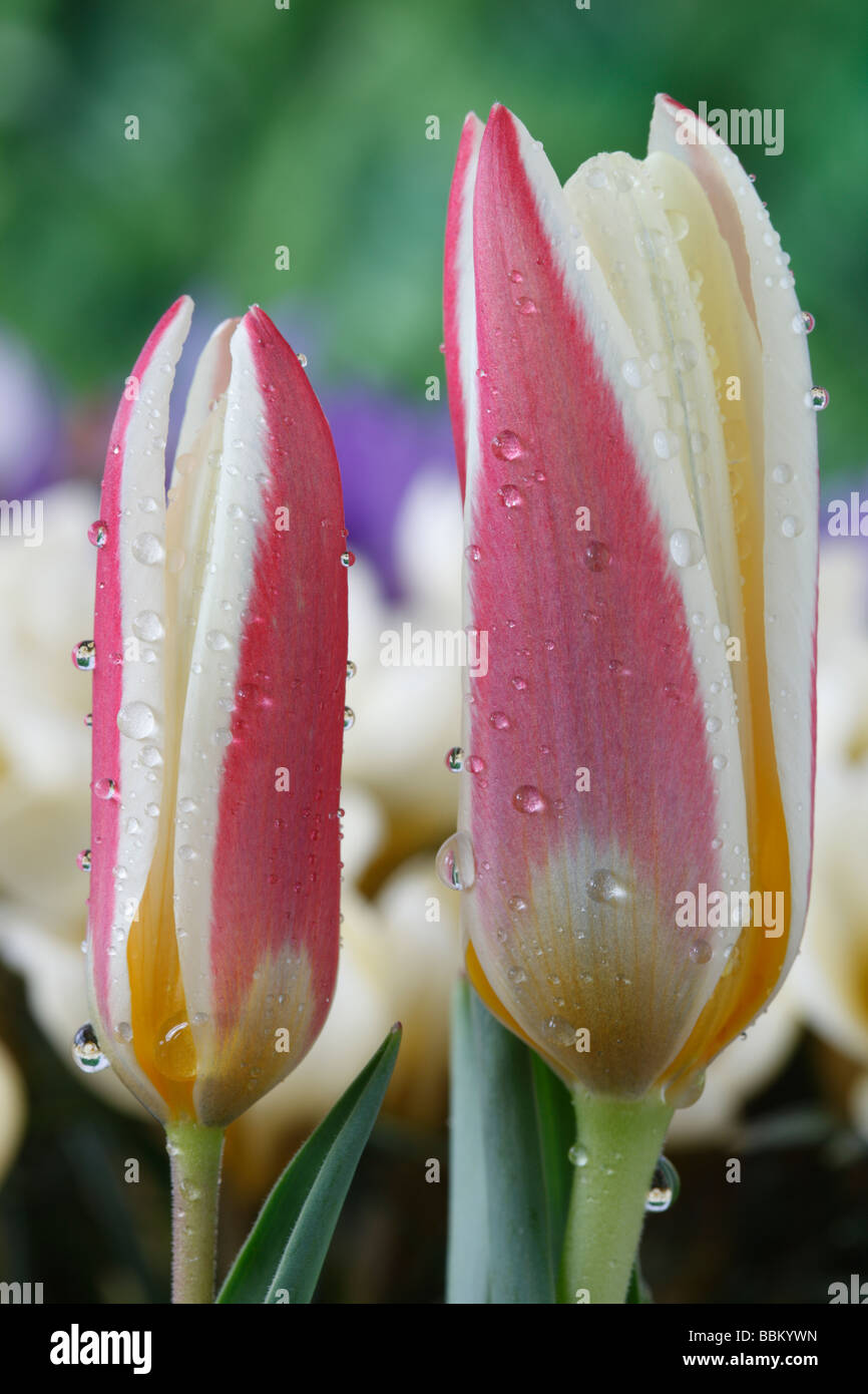 Tulipa 'The First' (Tulip) Kaufmanniana Group Stock Photo - Alamy