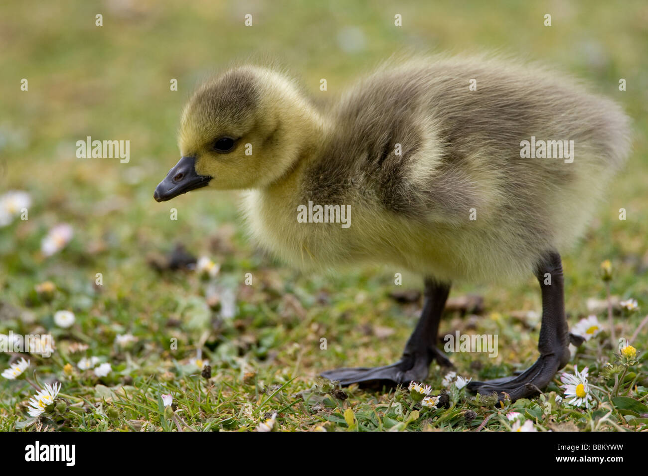 Ducklings pecking the grass hi-res stock photography and images - Alamy