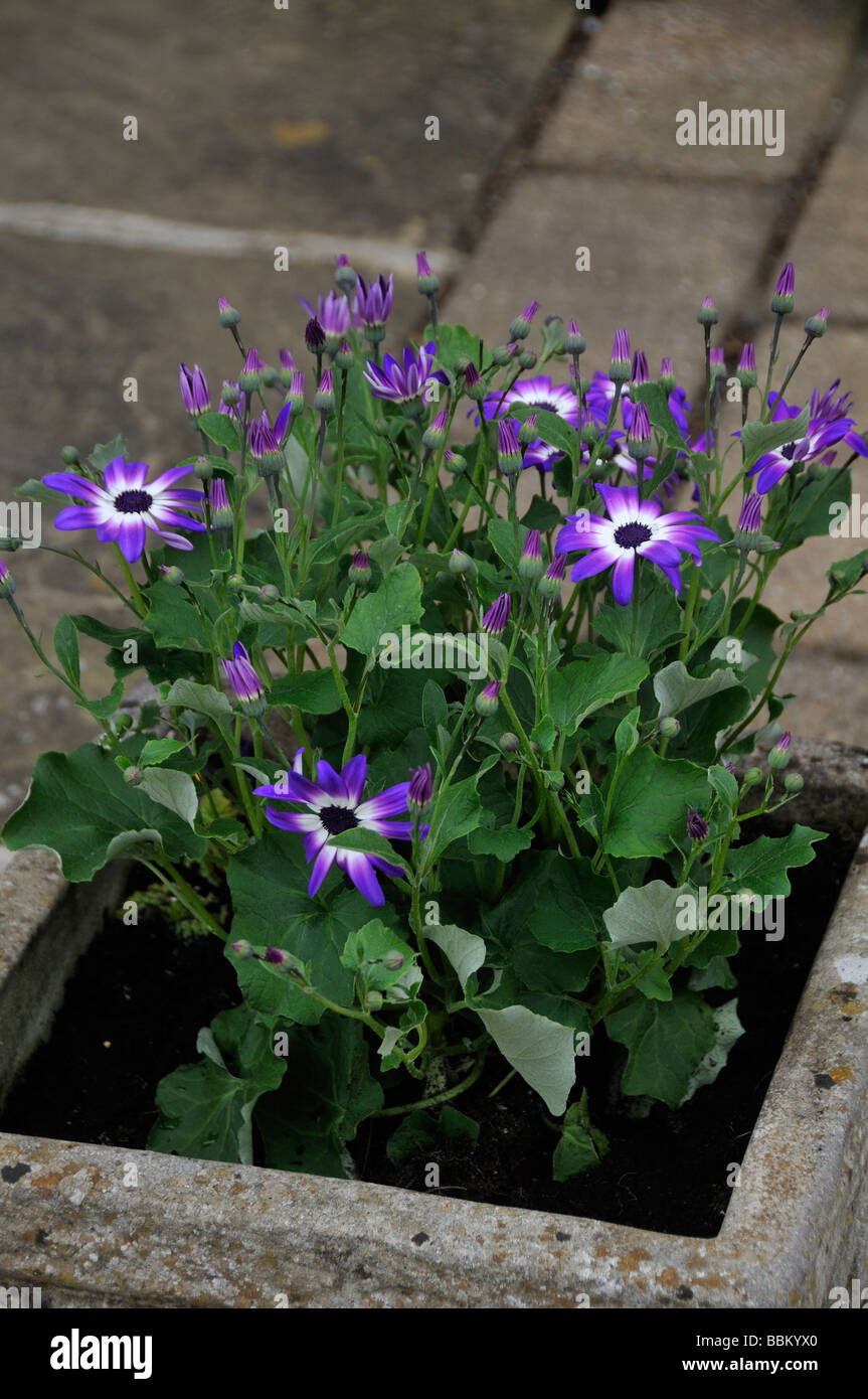 Blue and White Senetti Flowers in a stone planter Stock Photo - Alamy