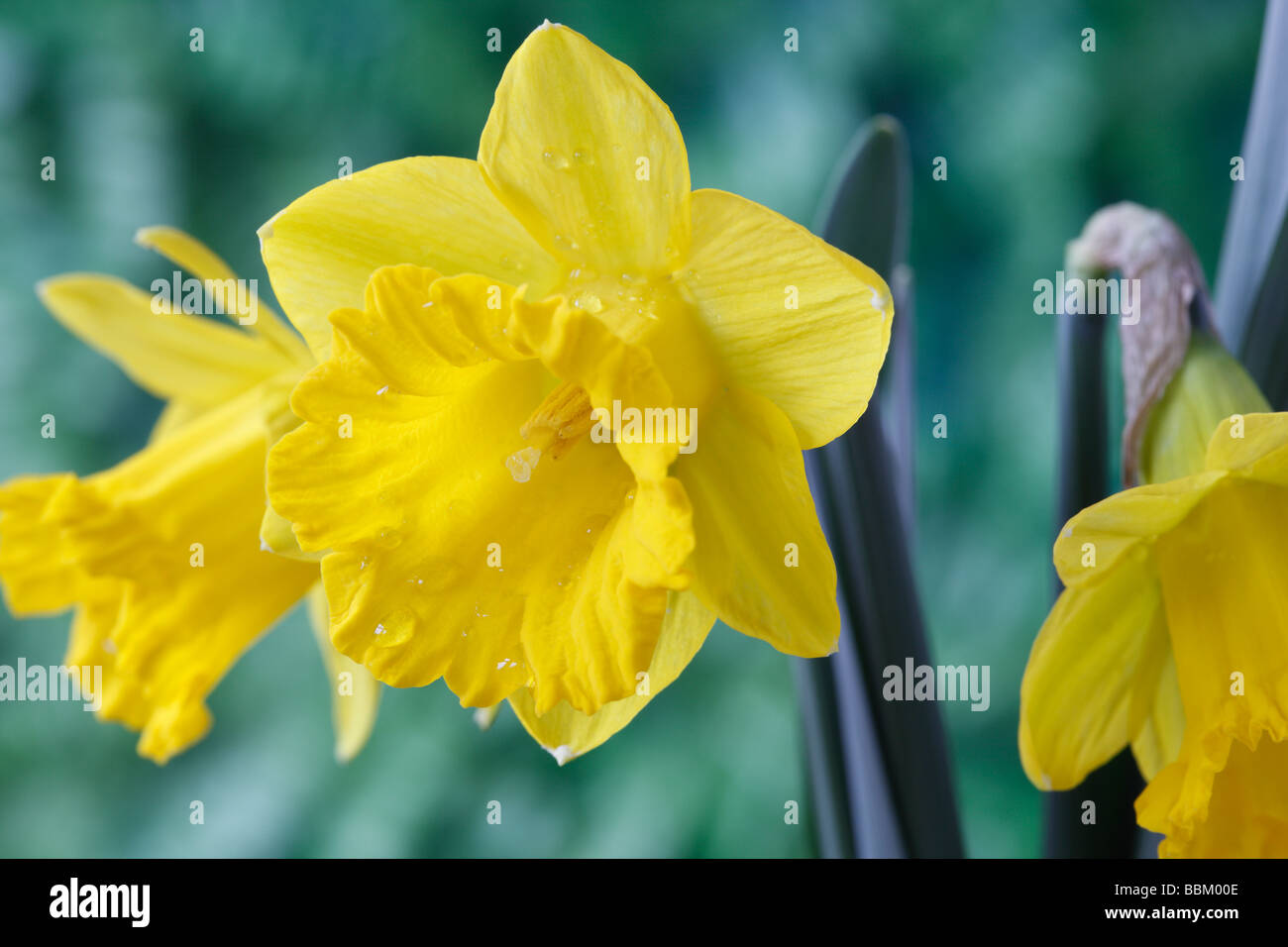 Narcissus obvallaris (Tenby Daffodil) Division 13 Species Stock Photo ...