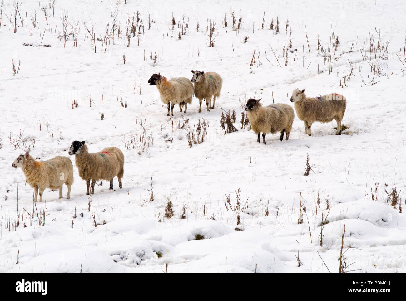 Sheep grazing in deep winter snow near Matlock in the Peak District ...
