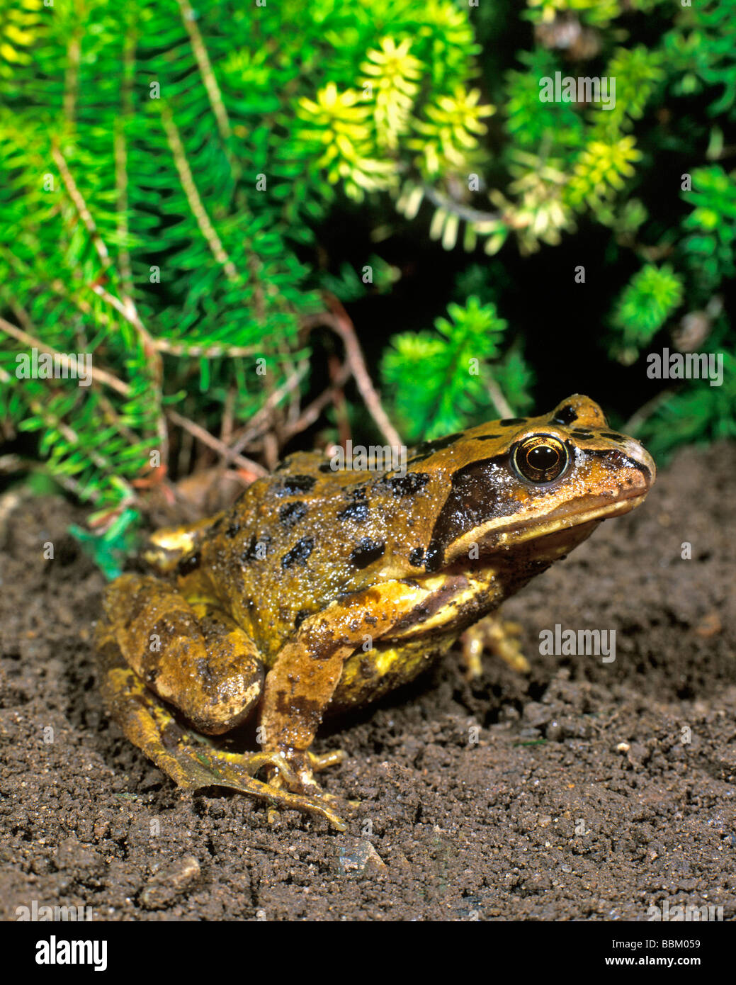 COMMON FROG Rana temporia SITTING IN FLOWER BED Stock Photo - Alamy