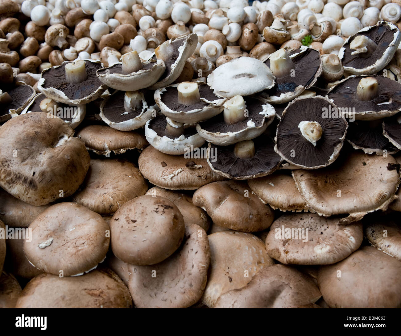 Assorted fungi on aslae at Borough Market in London. Photo by Gordon ...