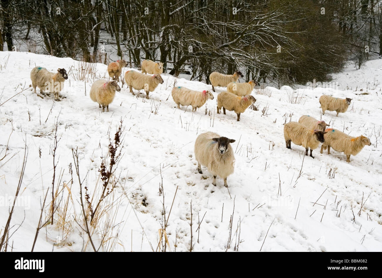 Sheep grazing in deep winter snow near Matlock in the Peak District ...