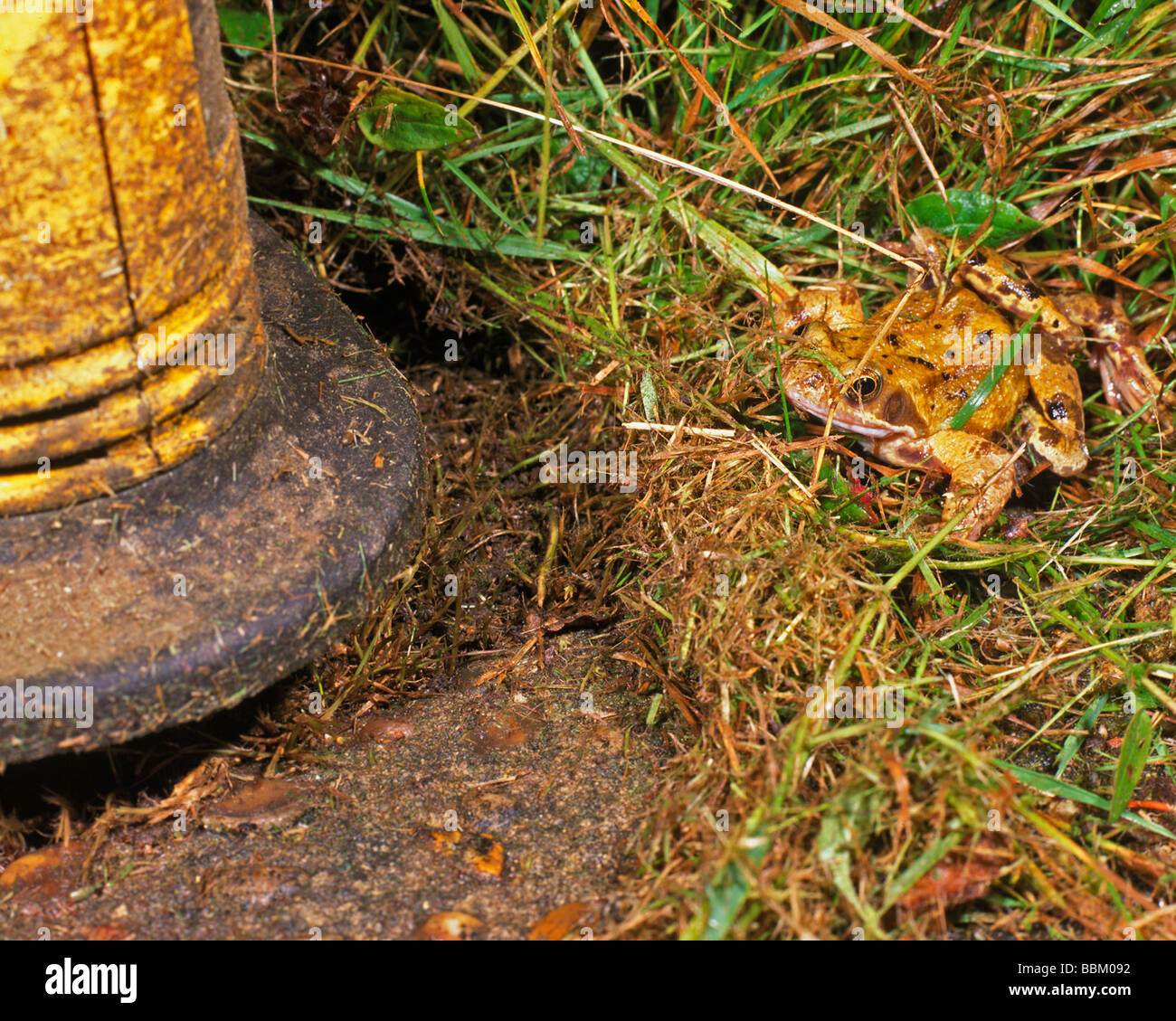 COMMON FROG Rana temporia ARE OFTEN STRIMMED IN LONG GRASS Stock Photo ...