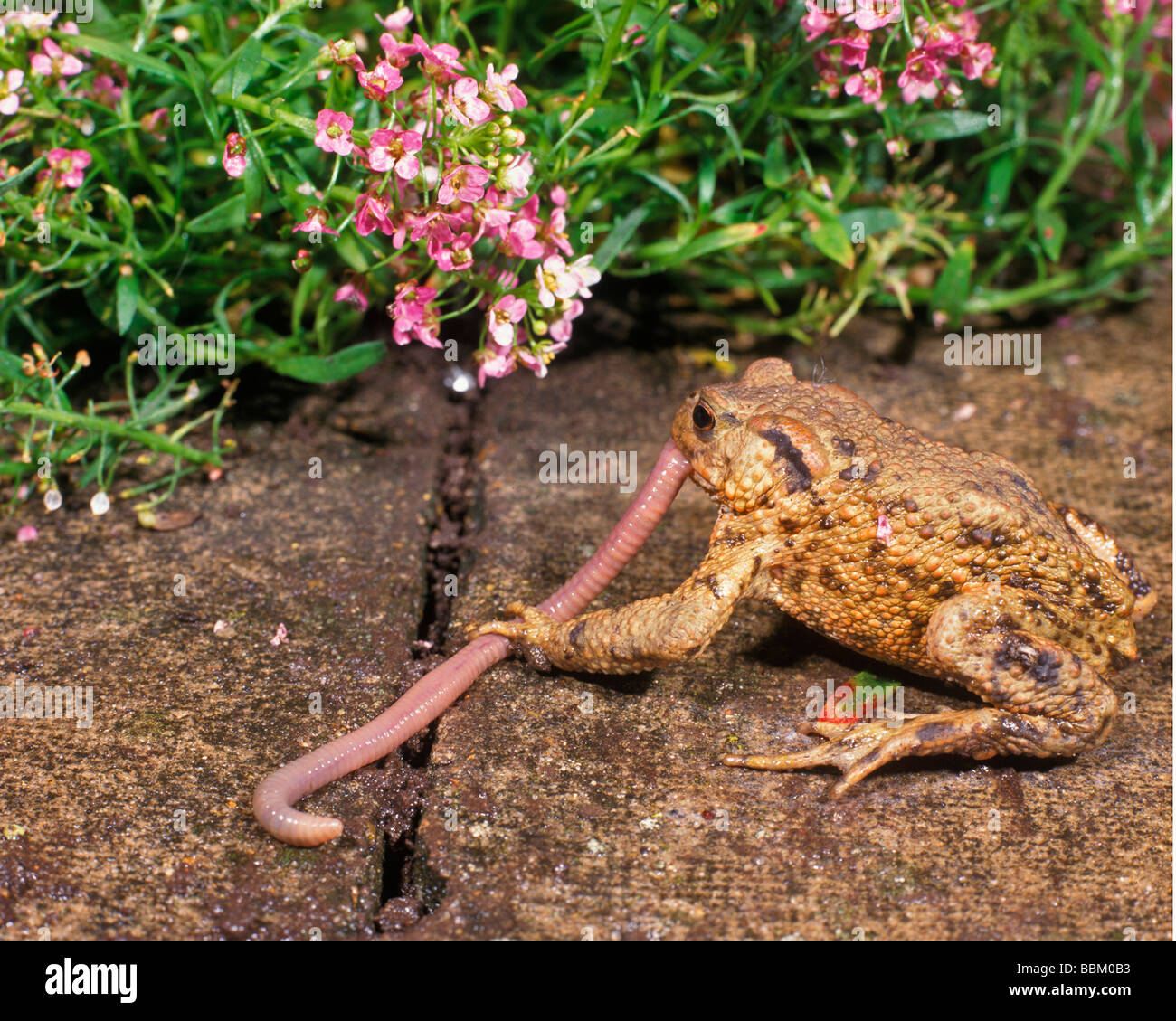 COMMON TOAD Bufo bufo EATING EARTHWORM Stock Photo - Alamy