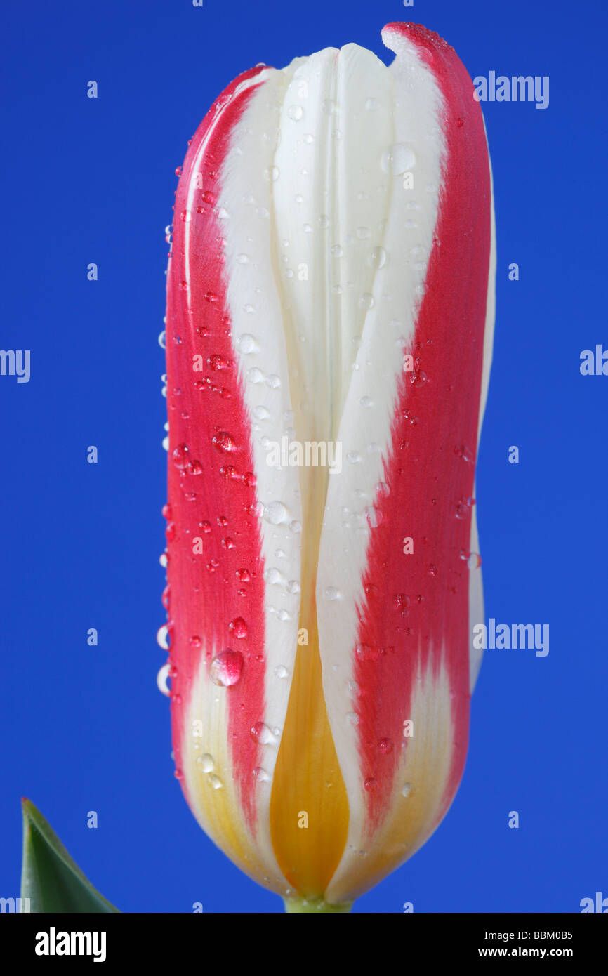 Tulipa 'The First' (Tulip) Kaufmanniana Group Stock Photo - Alamy
