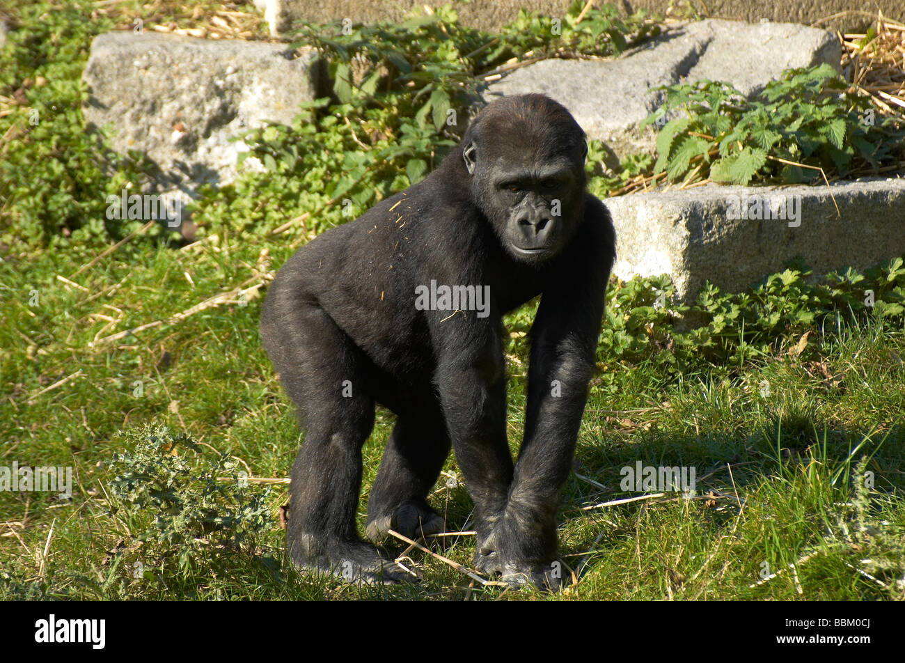 Big brother gorilla hi-res stock photography and images - Alamy