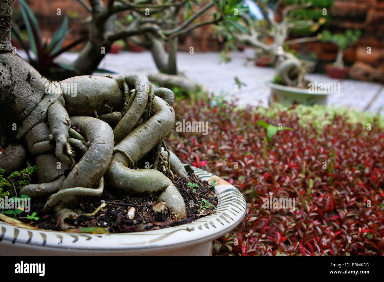 Desert rose adenium pot hi-res stock photography and images - Alamy