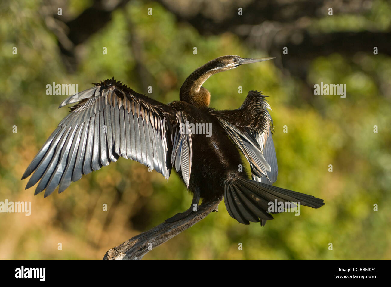 African Darter (Anhinga melanogaster rufa), drying its plumage, Chobe ...