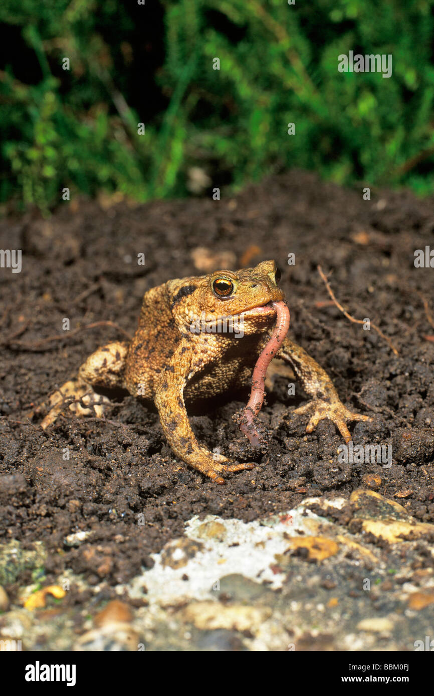 Eating earthworm hi-res stock photography and images - Alamy