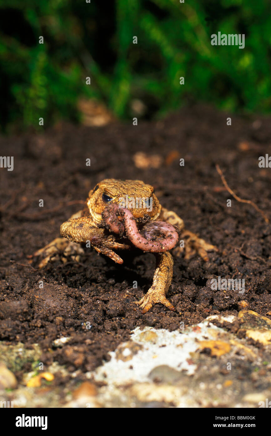 COMMON TOAD Bufo bufo EATING EARTHWORM Stock Photo - Alamy