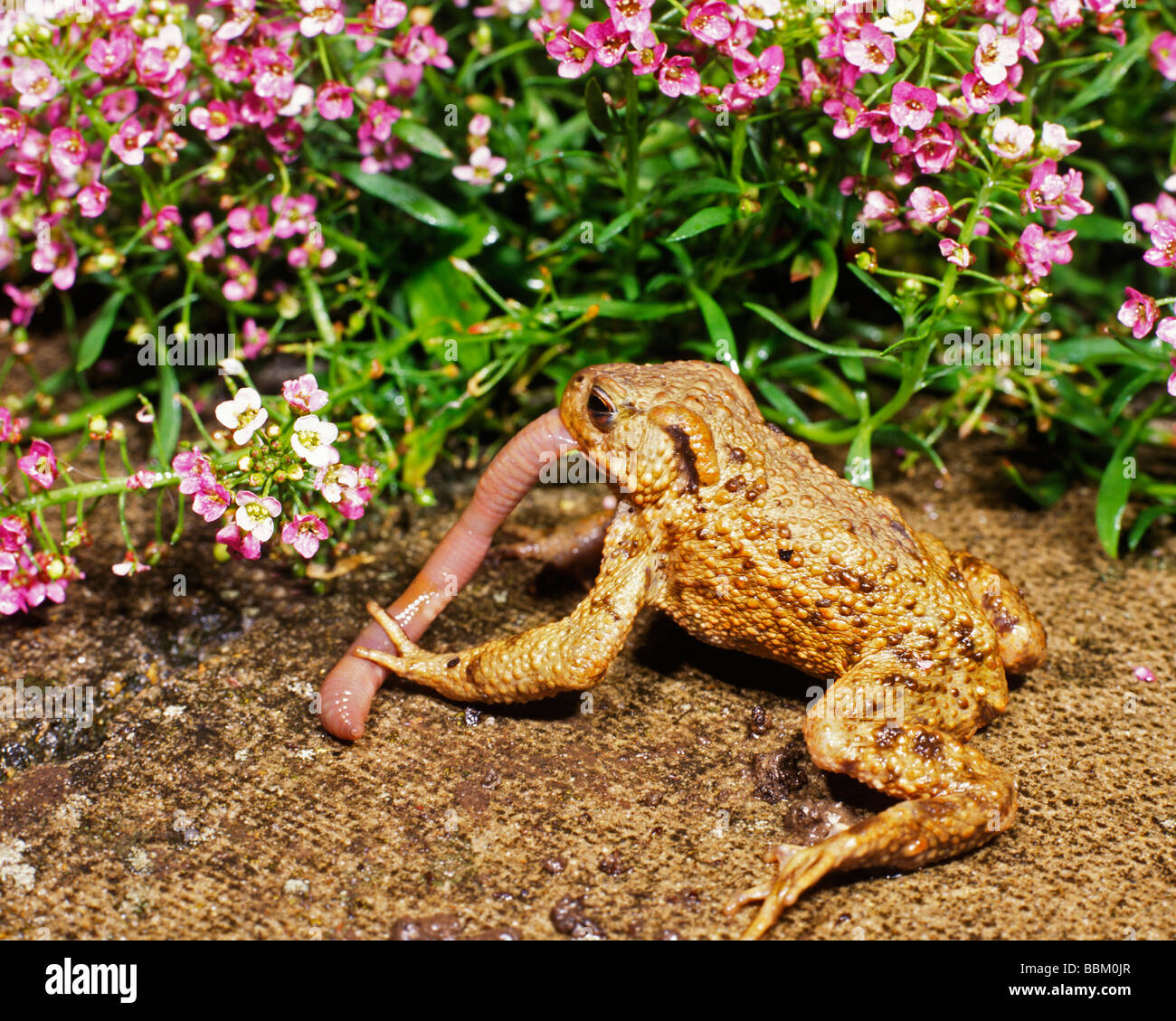Common toad bufo bufo eating hi-res stock photography and images - Alamy