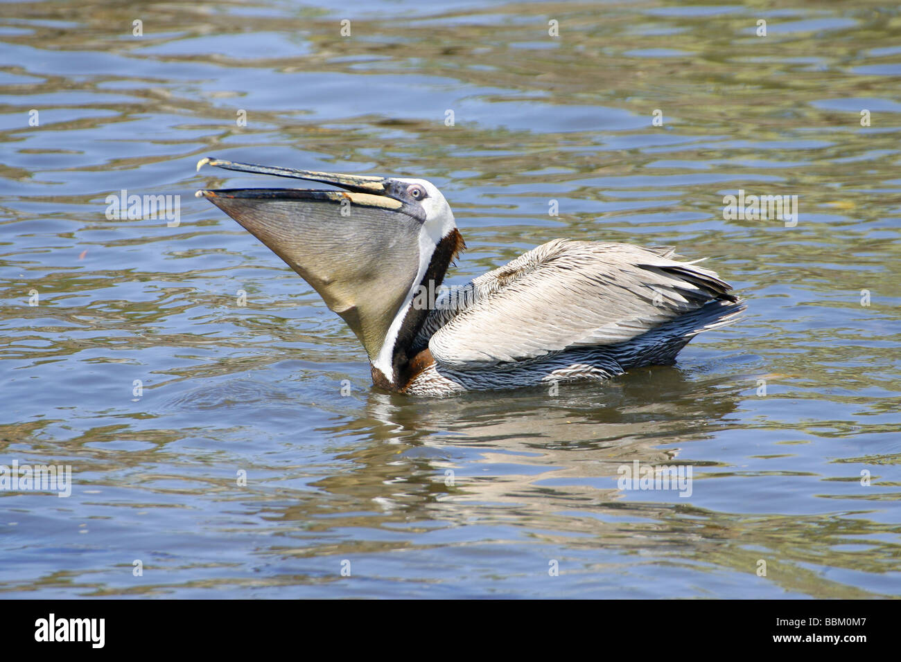 Pelican eating hi-res stock photography and images - Alamy