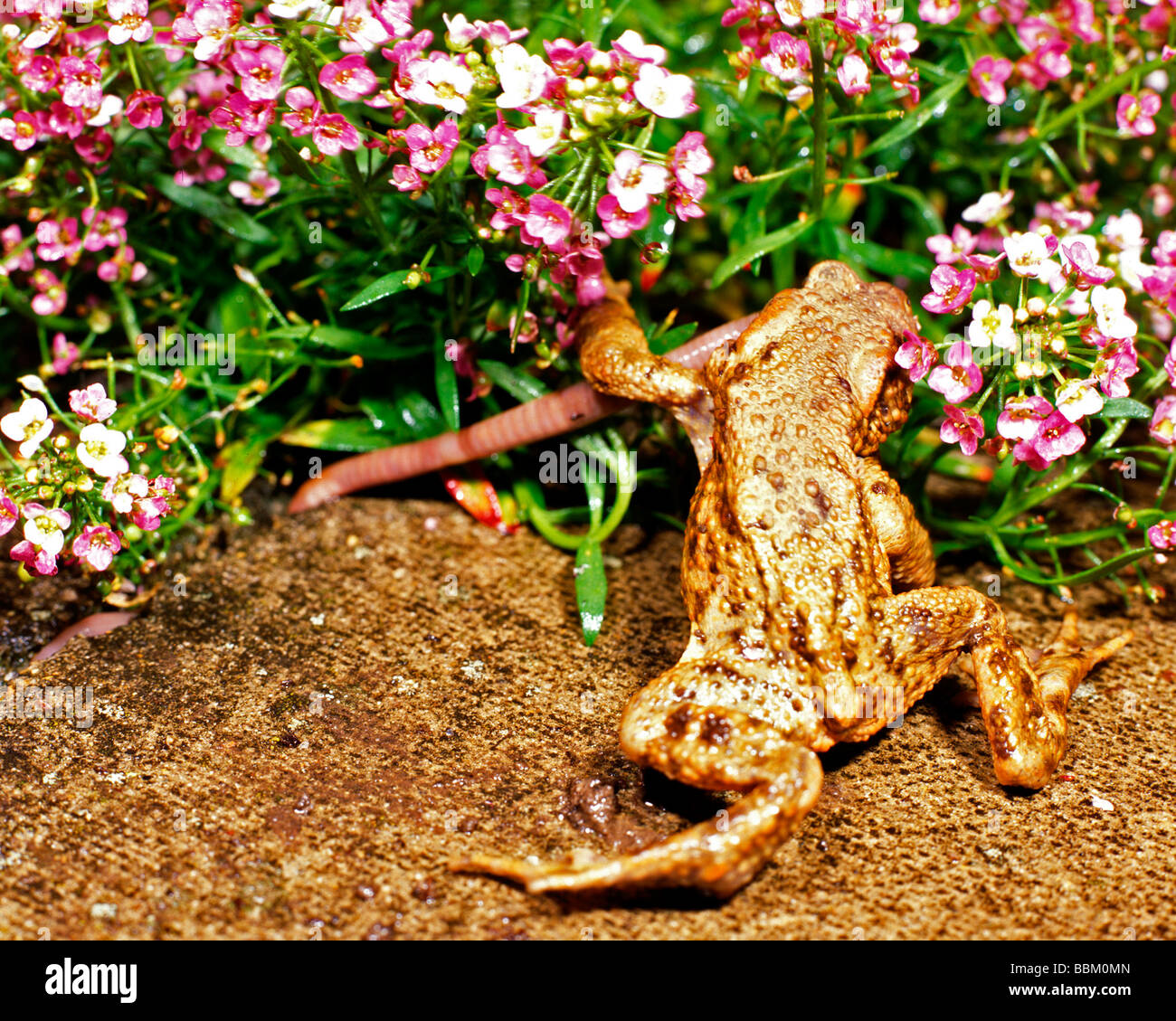 Eating earthworm hi-res stock photography and images - Alamy