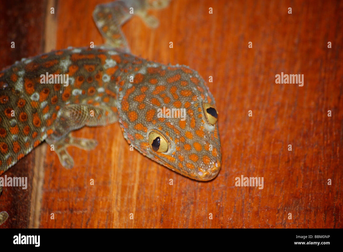 portrait of a gekko gecko Stock Photo - Alamy