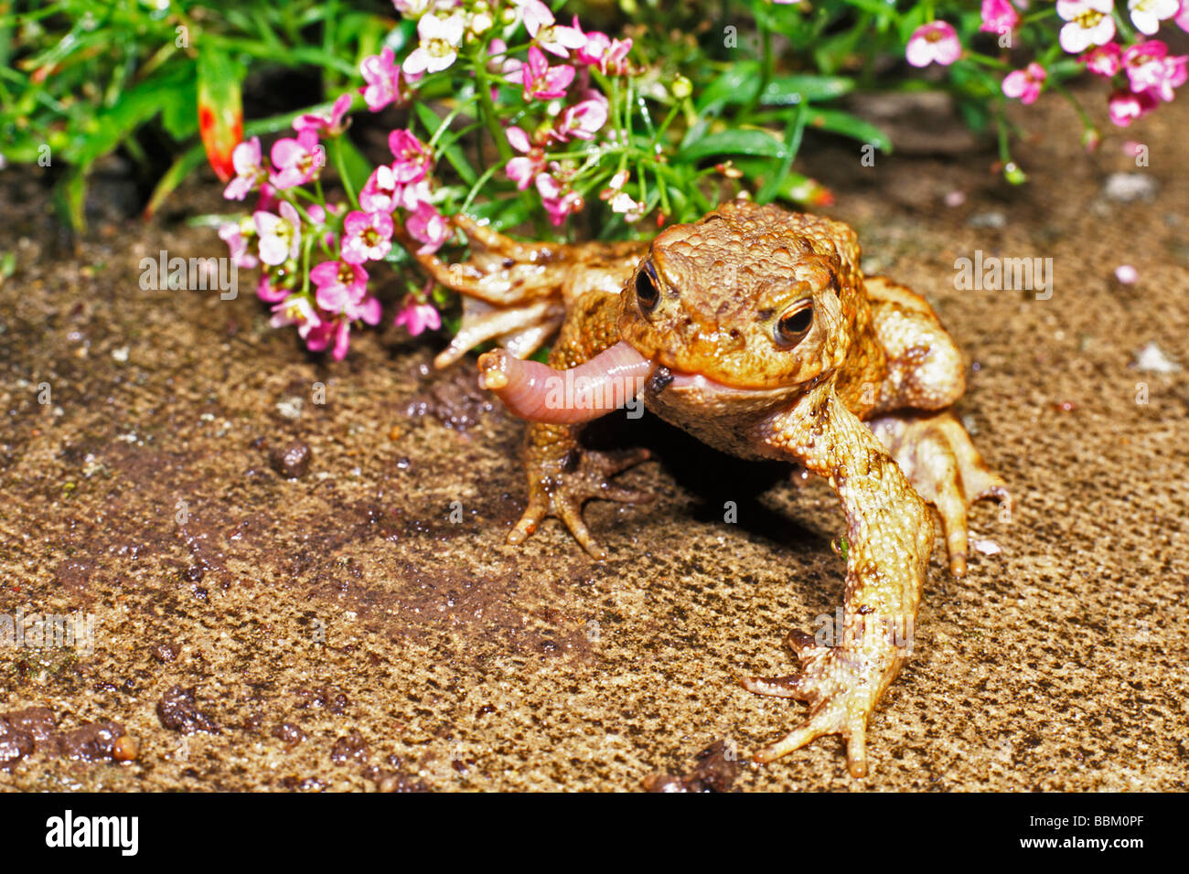 Common Toad Bufo Bufo Eating High Resolution Stock Photography and ...