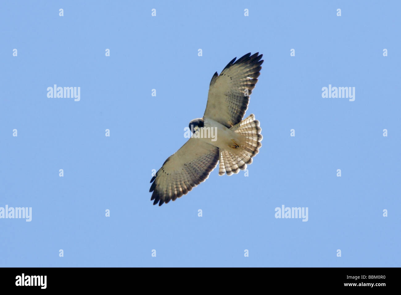 Short tailed hawk hi-res stock photography and images - Alamy