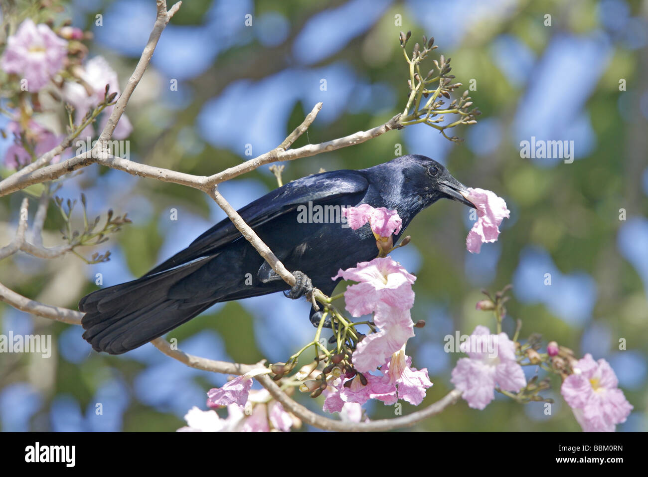 Sinaloa crow hi-res stock photography and images - Alamy