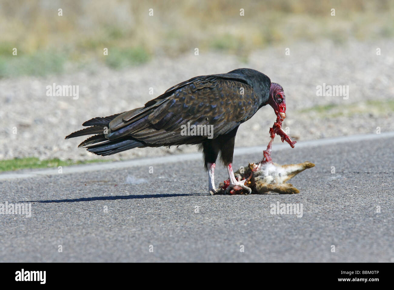 Turkey Vulture eating road killed Desert Cottontail rabbit Stock Photo ...