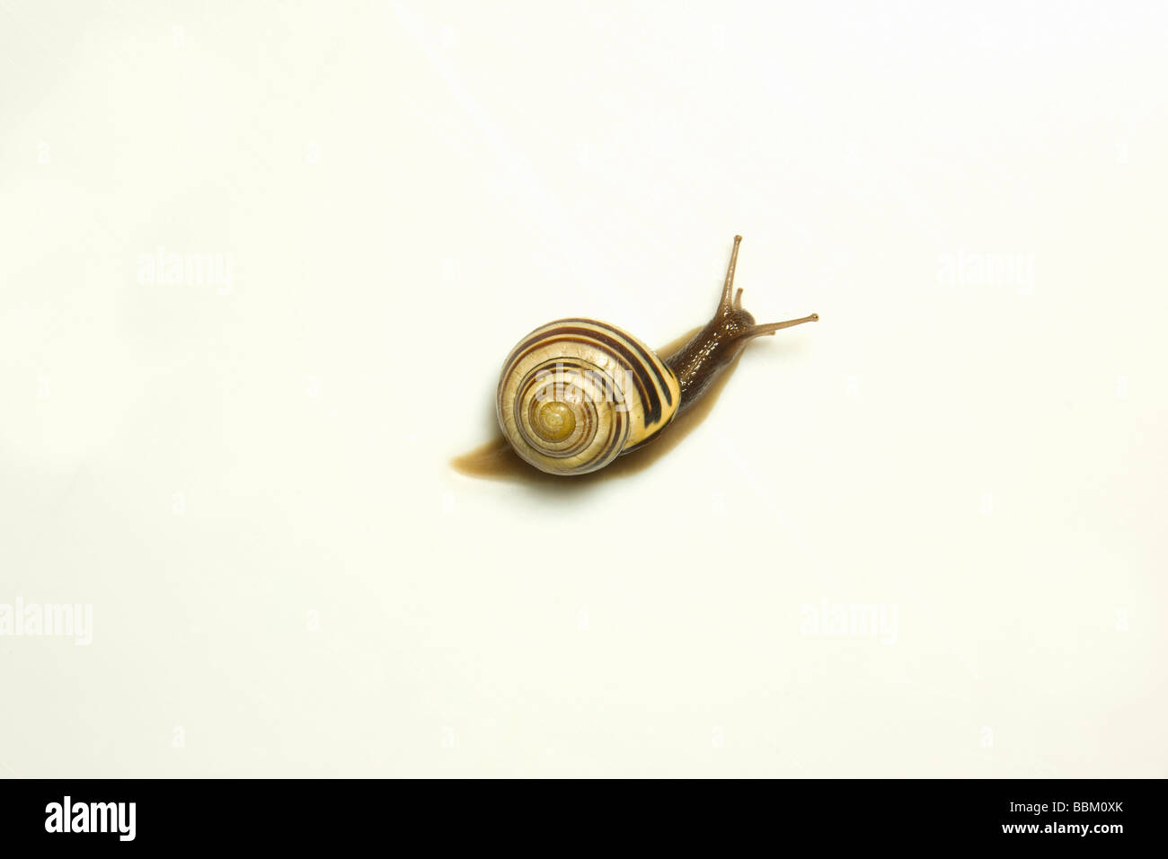 Snail studio hi-res stock photography and images - Alamy