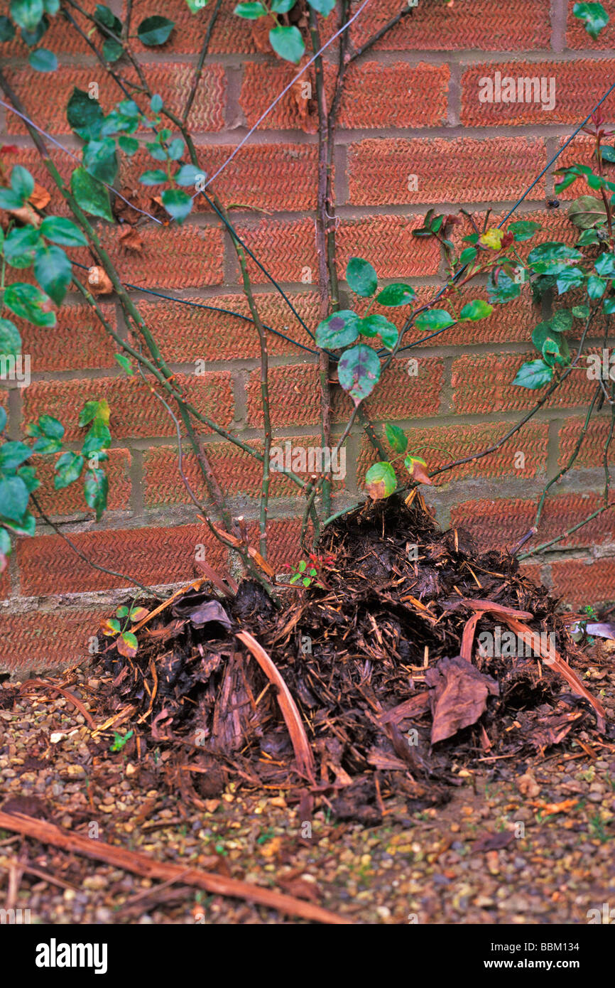 HORSE MANURE MULCH ROUND ROSES Stock Photo - Alamy