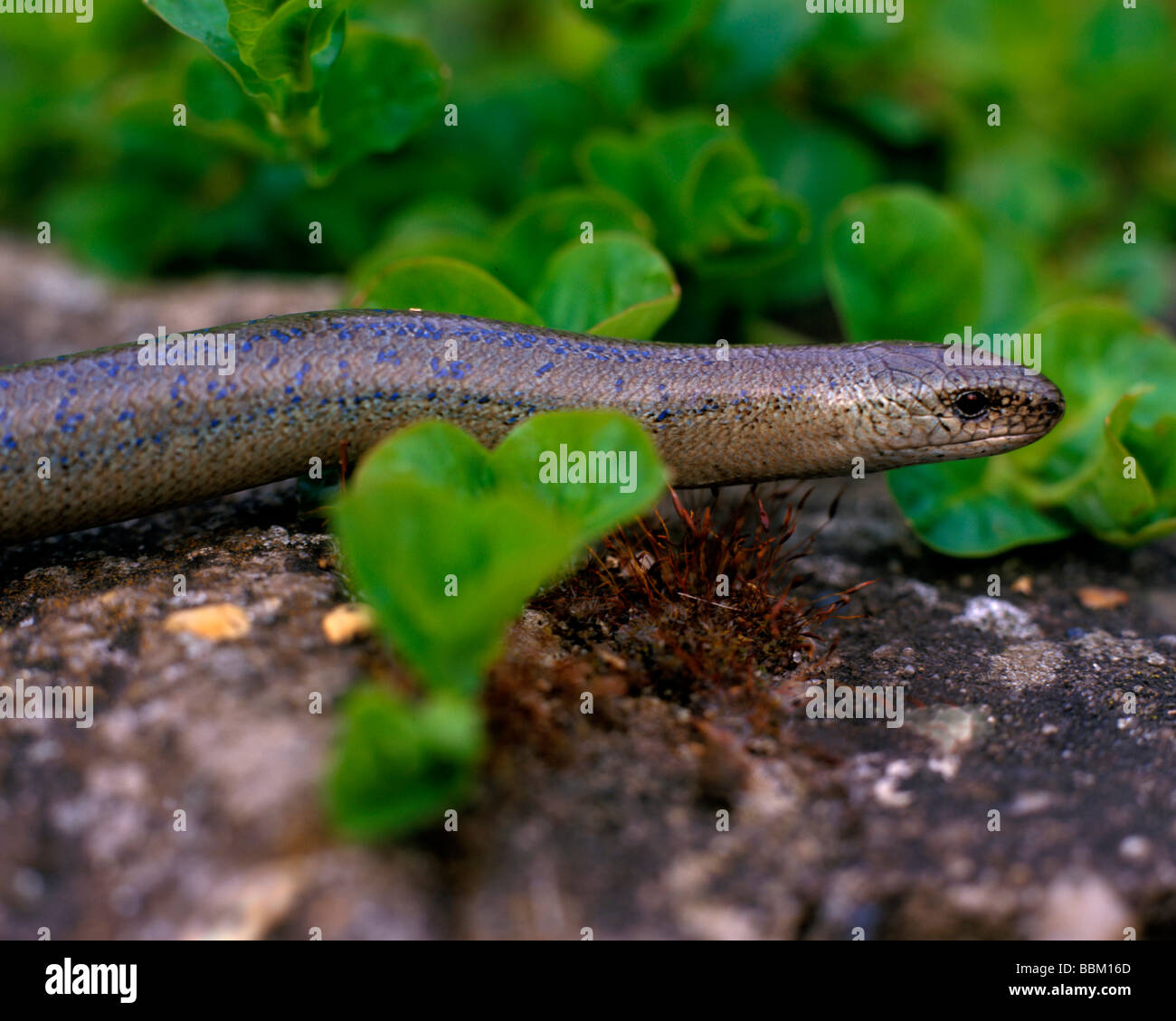 SLOW WORM Anguis fragilis MOVING THROUGH ROCKERY Stock Photo - Alamy