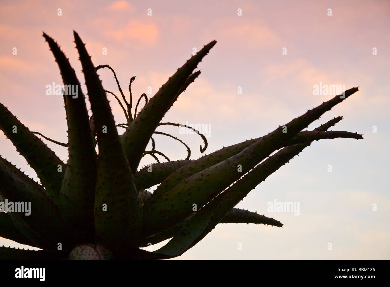 Indigenous aloe hi-res stock photography and images - Alamy