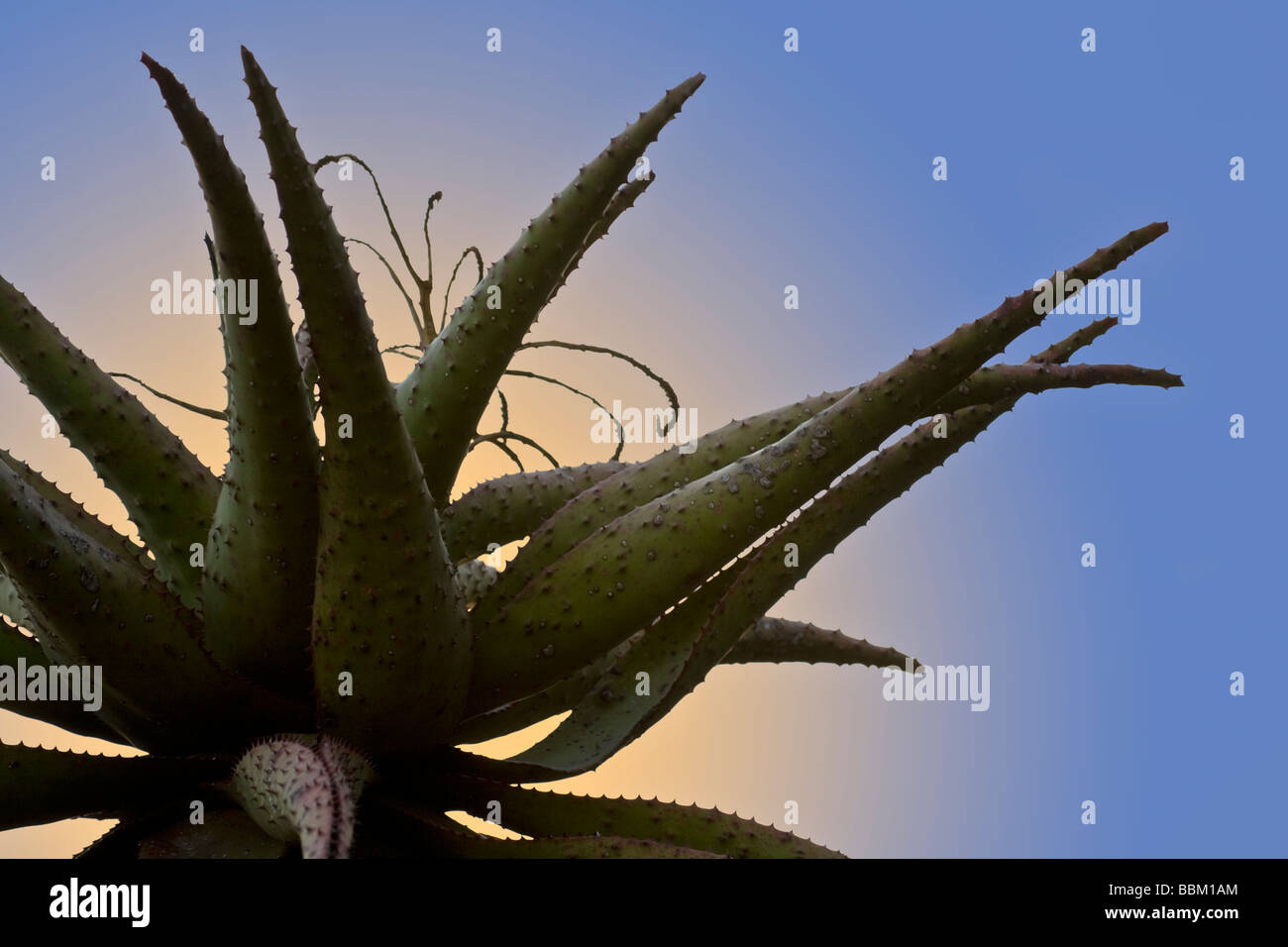 South africa indigenous hi-res stock photography and images - Alamy