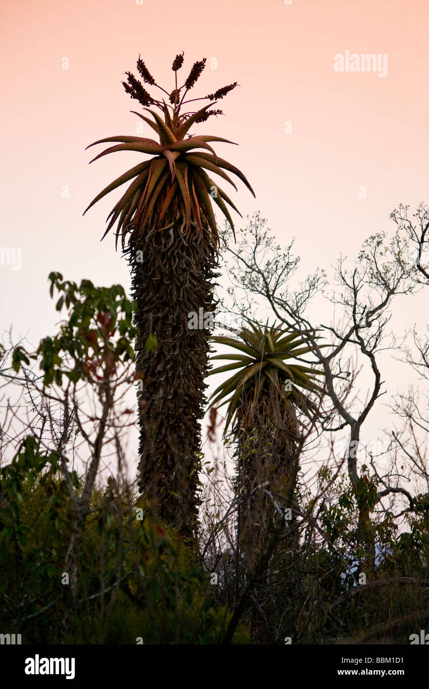 South africa indigenous hi-res stock photography and images - Alamy