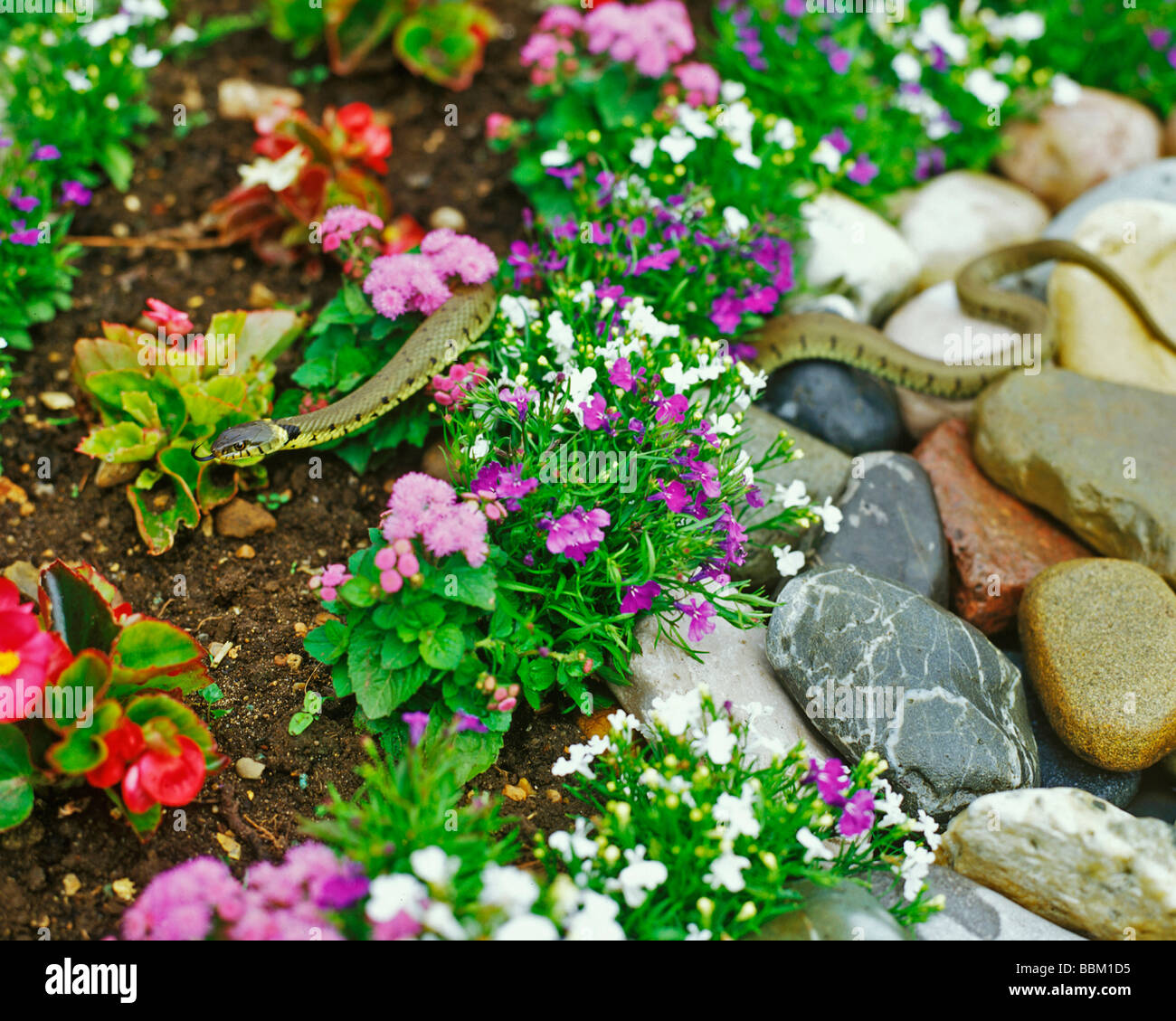 Snake flower hi-res stock photography and images - Alamy
