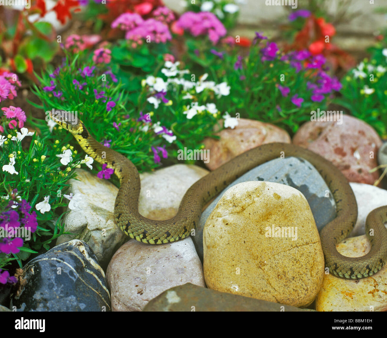 GRASS SNAKE Natrix natrix MOVING THROUGH PEBBLE FOUNTAIN Stock Photo ...