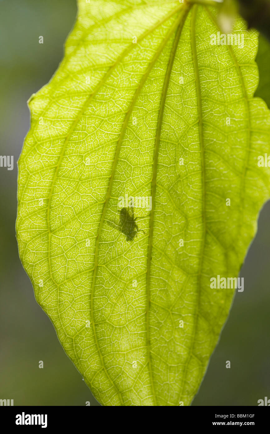 fly and leaf Stock Photo - Alamy