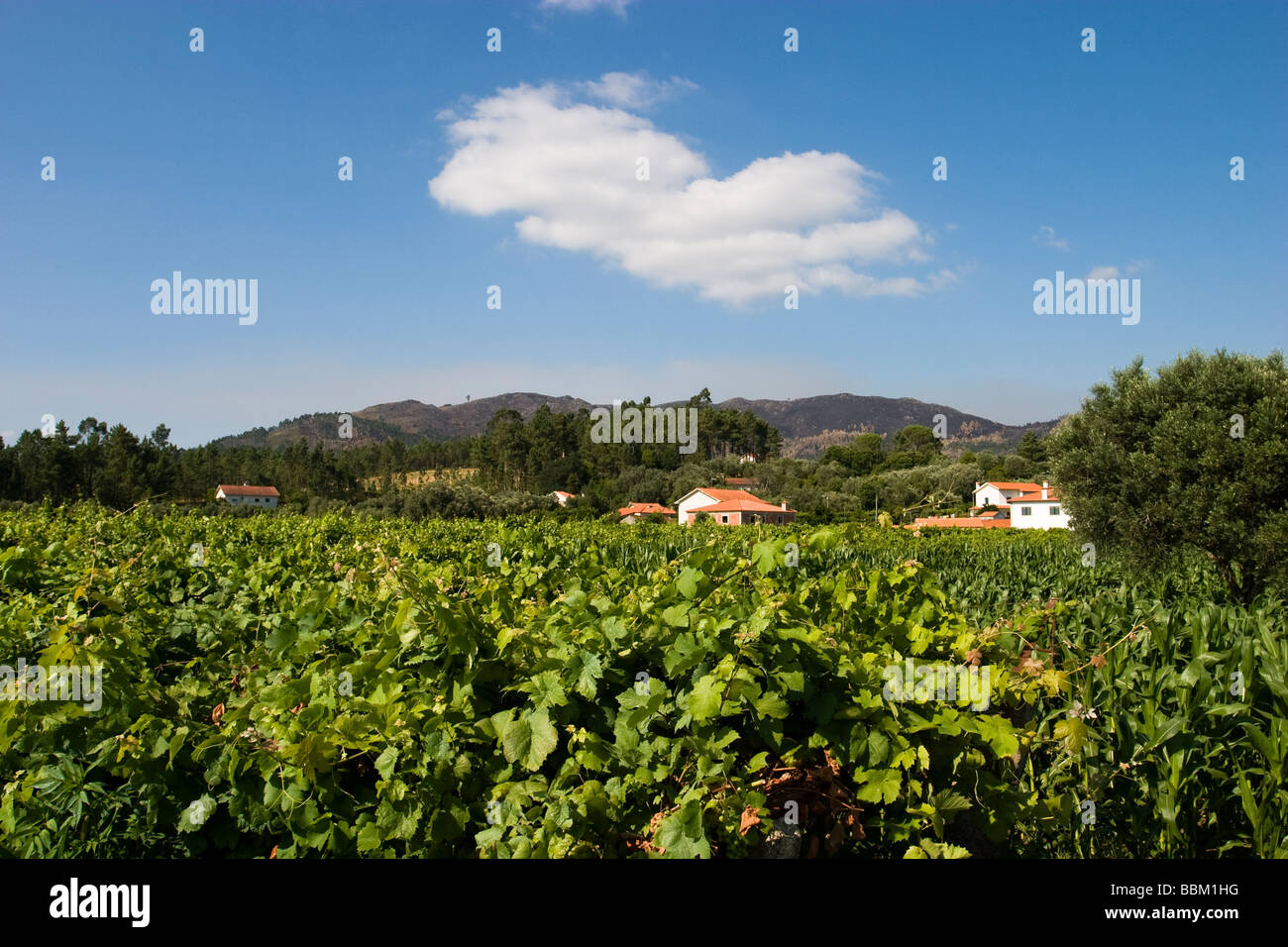 vine landscape in the region of Minho, Portugal Stock Photo - Alamy
