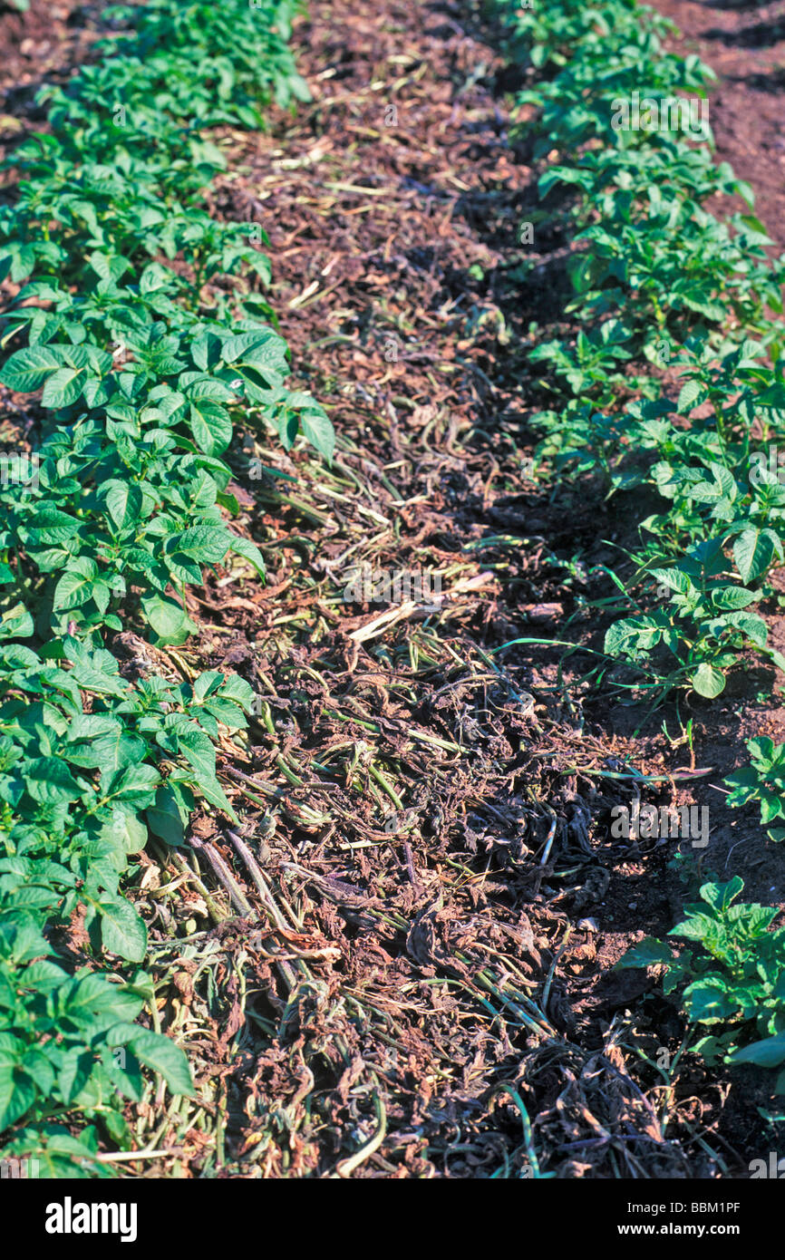 ROUGH CUT WILTED COMFREY SPREAD AS PLANT FOOD BETWEEN POTATO ROWS Stock ...