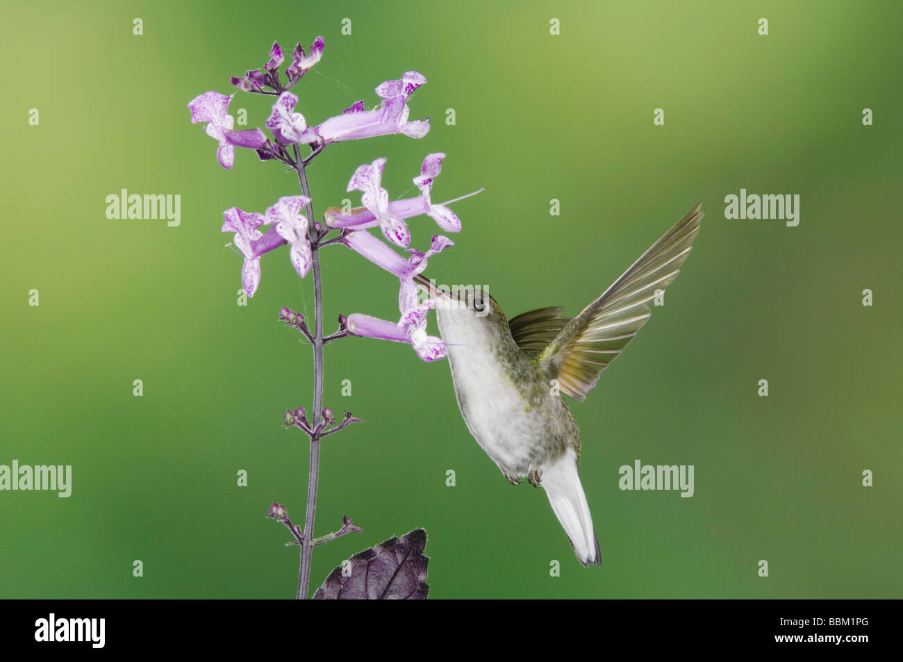 Black bellied Hummingbird Eupherusa nigriventris female in flight ...