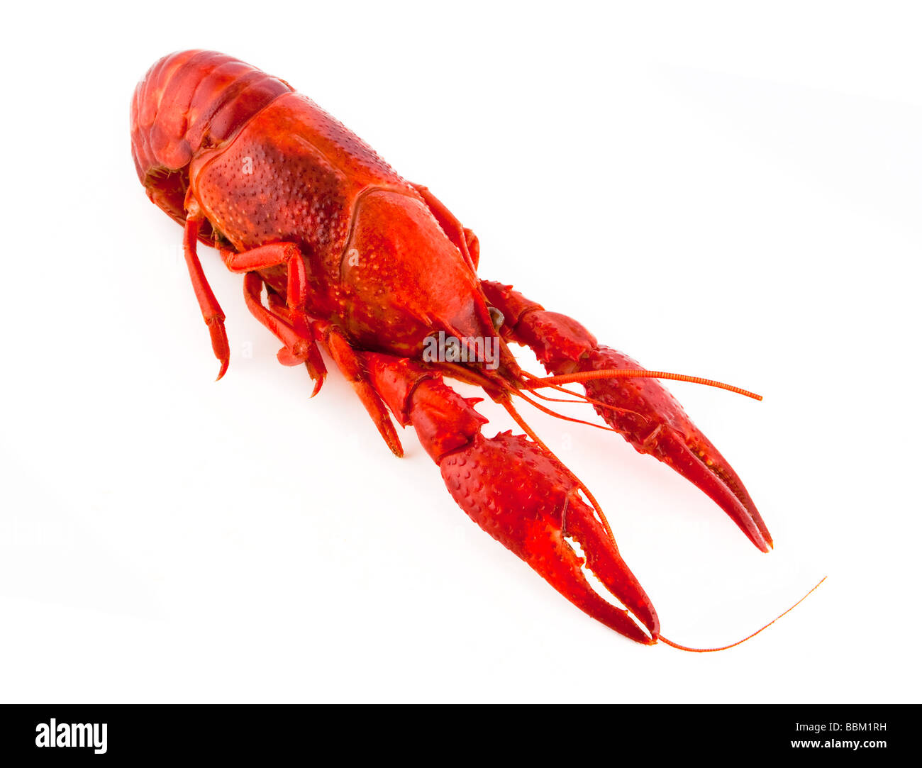 Red claw crayfish hi-res stock photography and images - Alamy