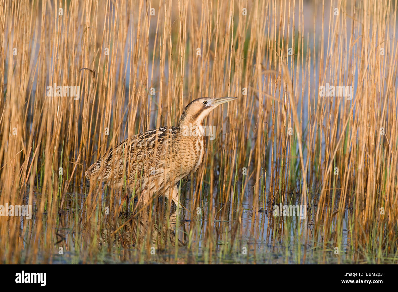 Eurasian Bittern (Botaurus stellaris Stock Photo - Alamy
