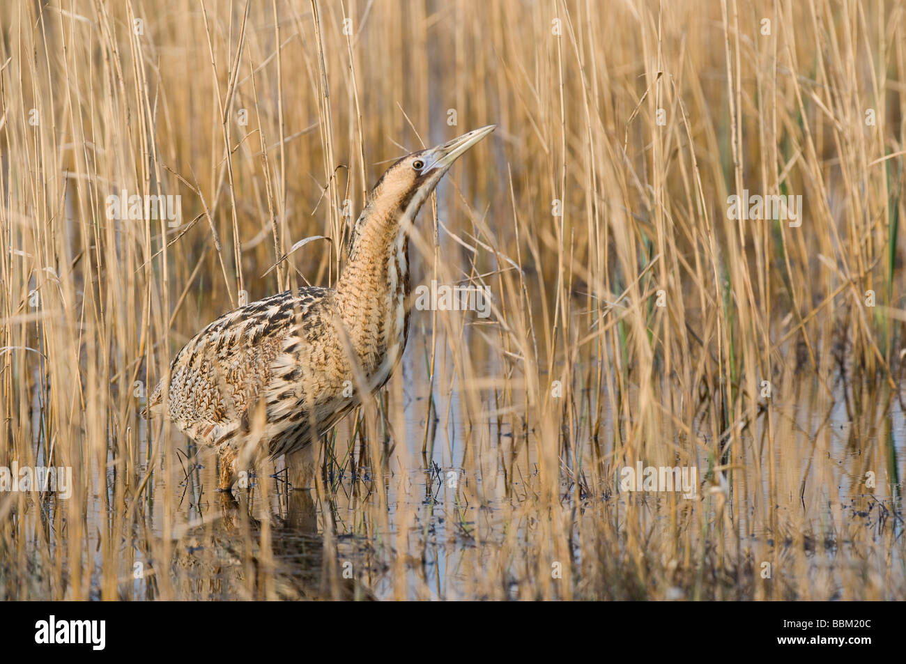Eurasian Bittern (Botaurus stellaris Stock Photo - Alamy