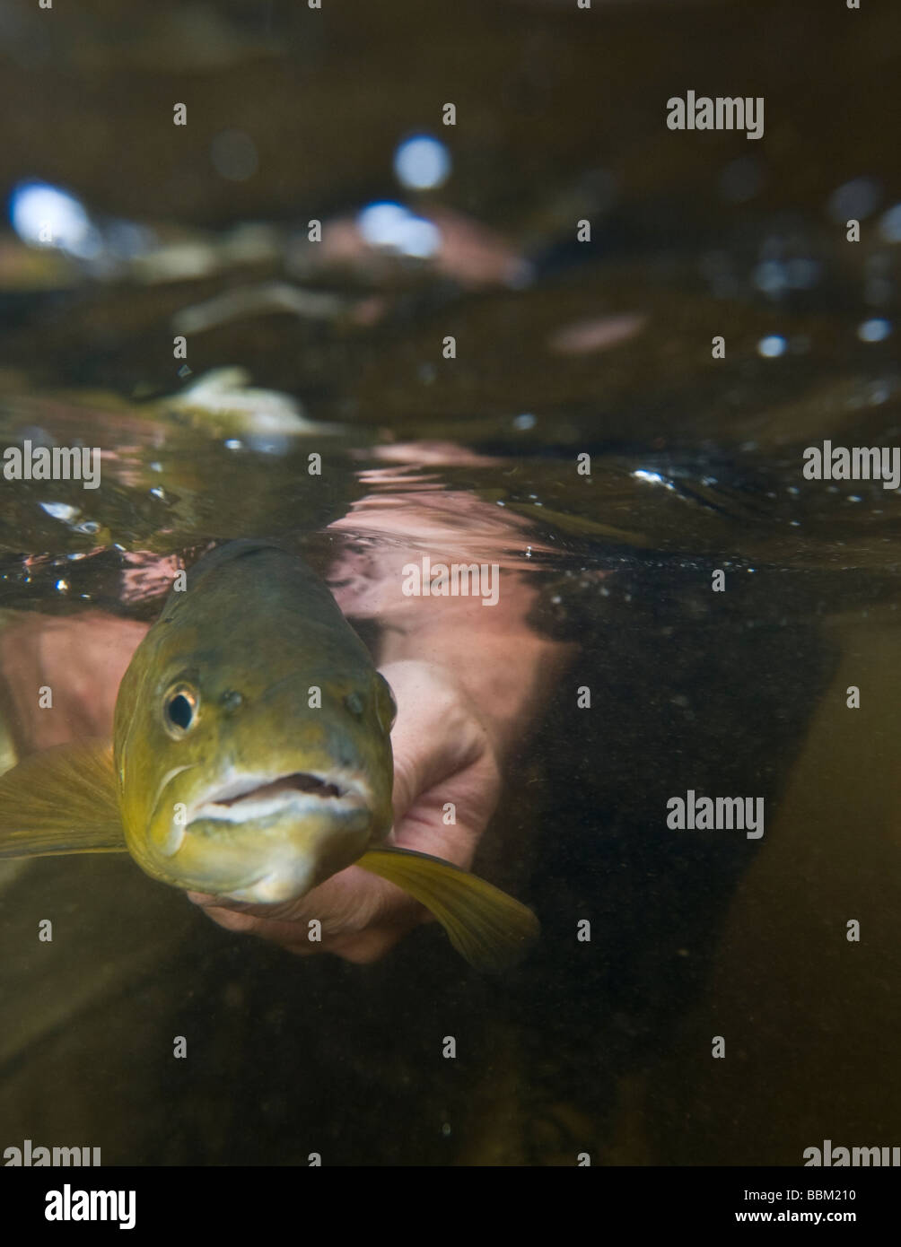 Brown Trout under water Stock Photo - Alamy