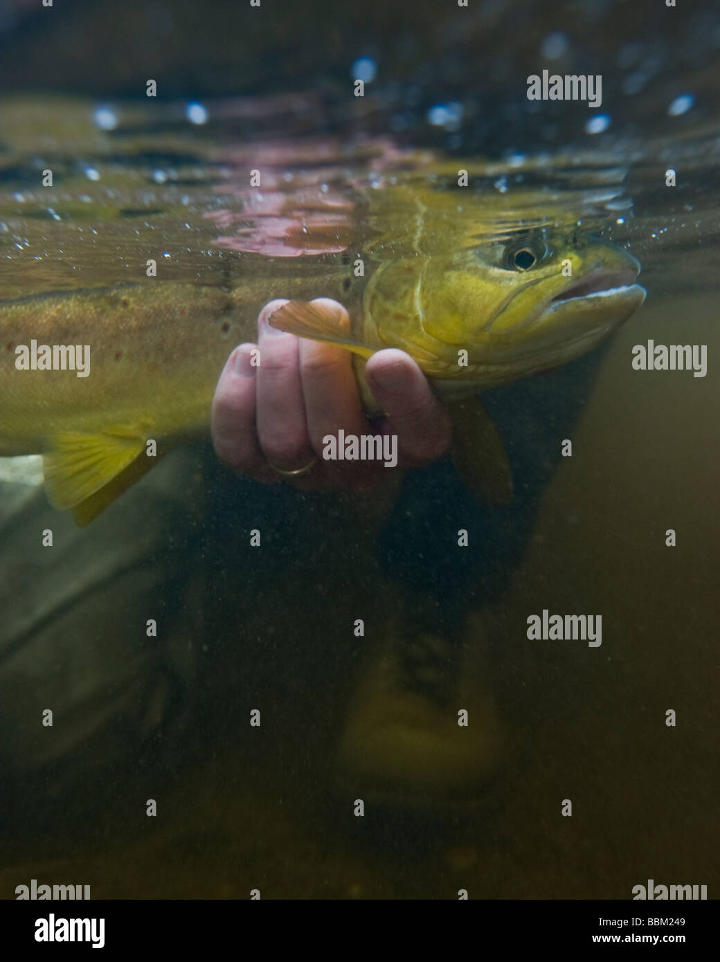 Brown Trout under water Stock Photo - Alamy