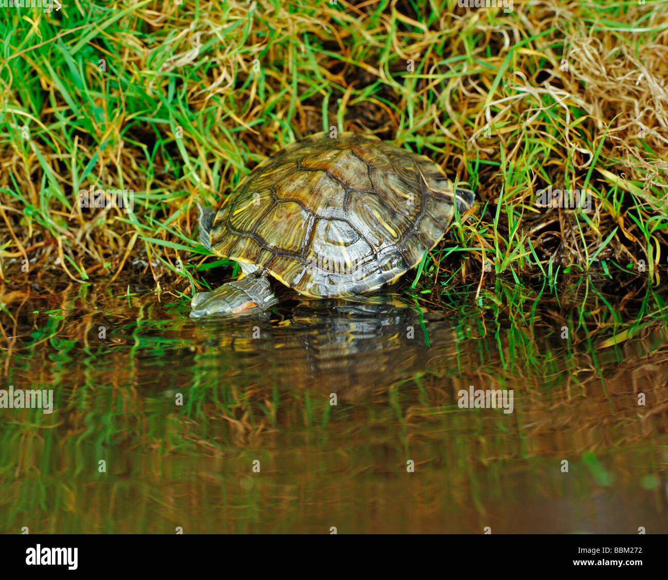 RED EARED TERREPIN SLIDING INTO WATER Stock Photo - Alamy