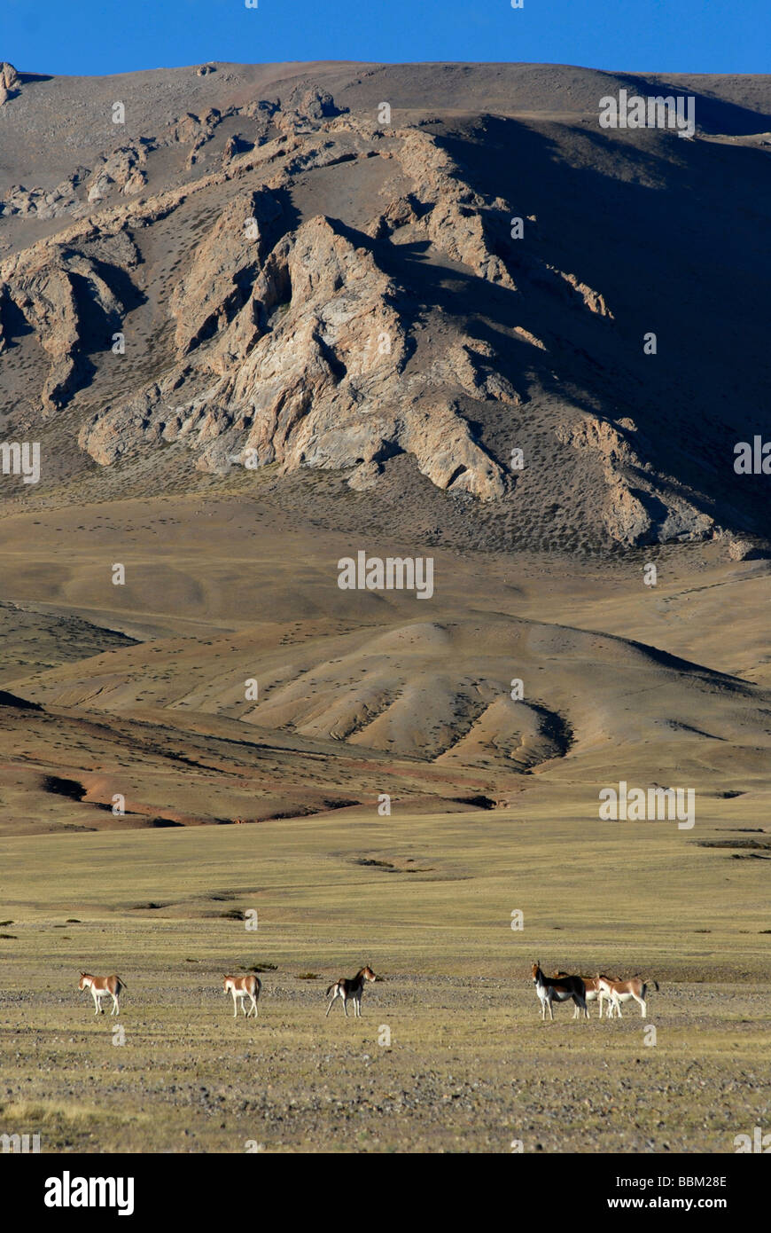 Equus Kiang High Resolution Stock Photography and Images - Alamy