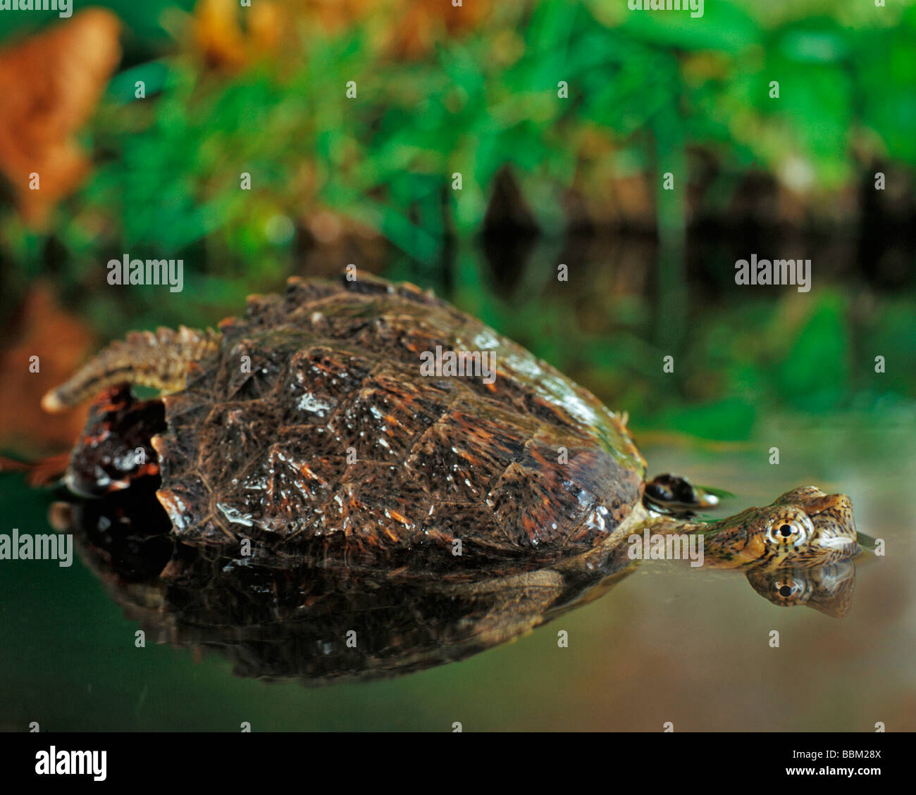 SNAPPER TURTLE DIVING OFF LOG Stock Photo - Alamy